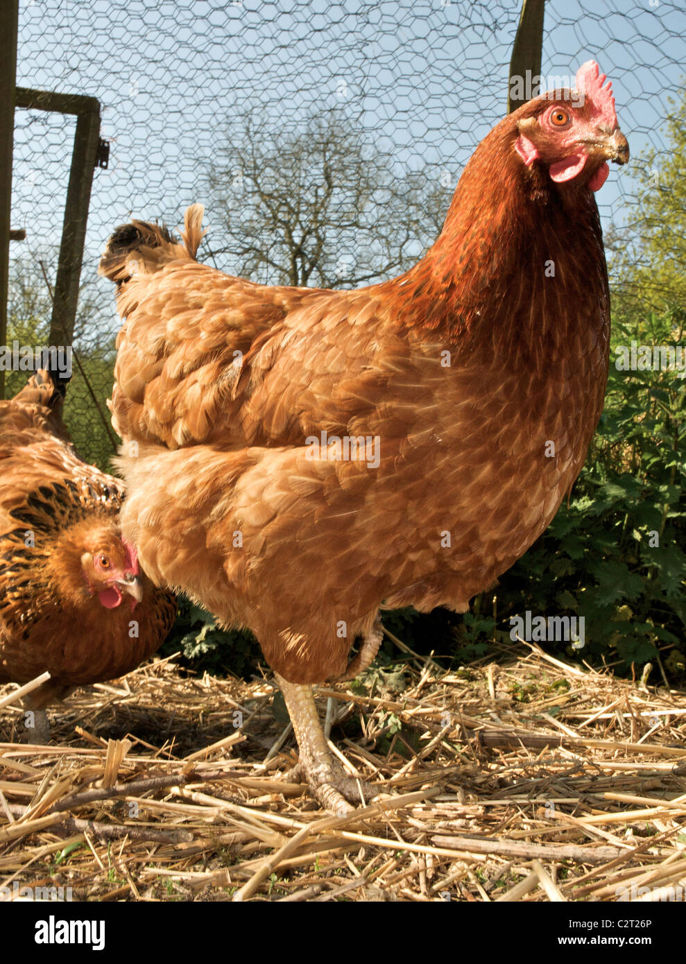 Its a free country hi-res stock photography and images - Alamy