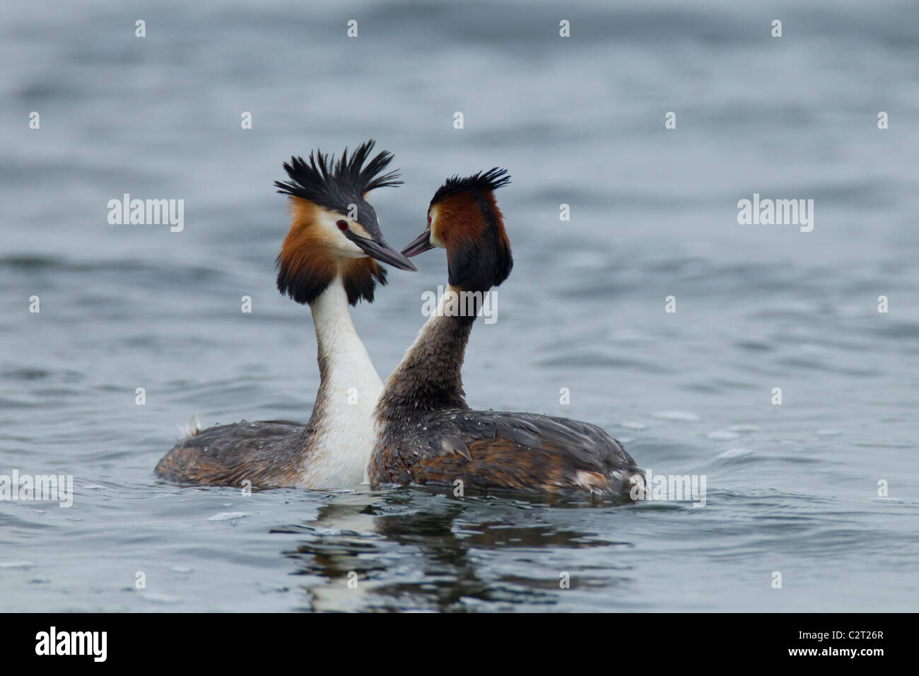 Great crested grebe mating hi-res stock photography and images - Alamy