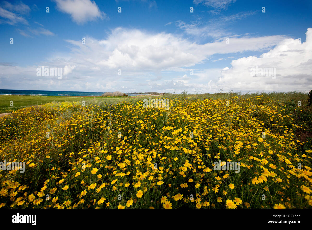 Crown daisys High Resolution Stock Photography and Images - Alamy