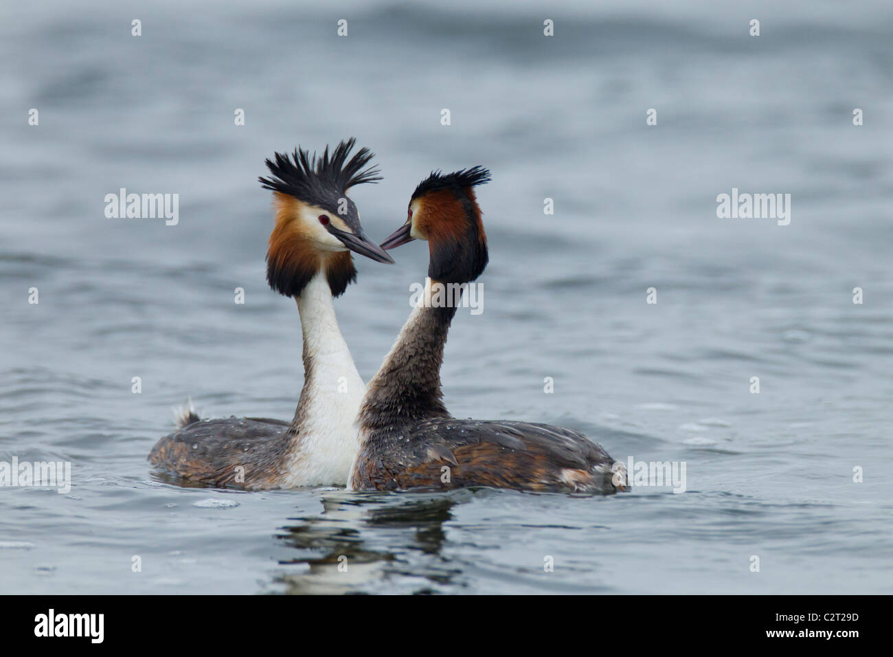 Great Crested Grebes. Podiceps cristatus (Podicipedidae) Pair Courtship ...