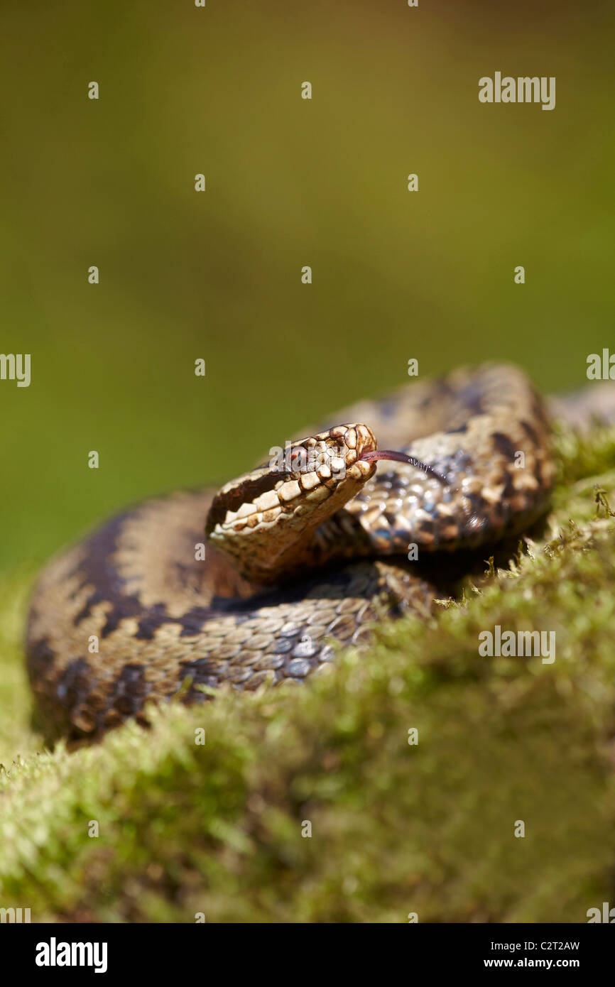Adder, Vipera berus with tongue extended, Allerthorpe Common, East ...