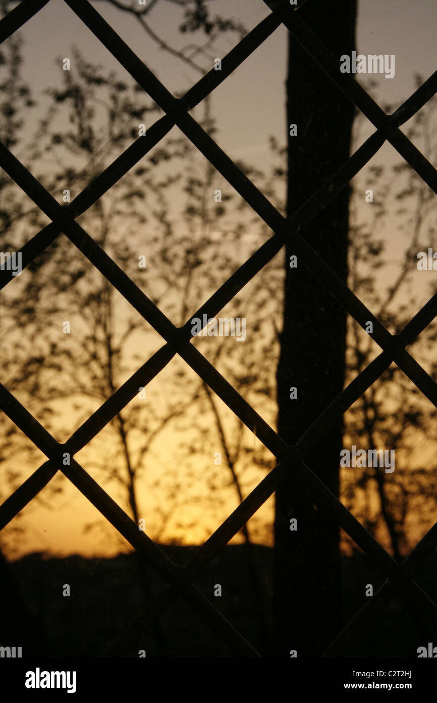 view of trees through window bars Stock Photo - Alamy