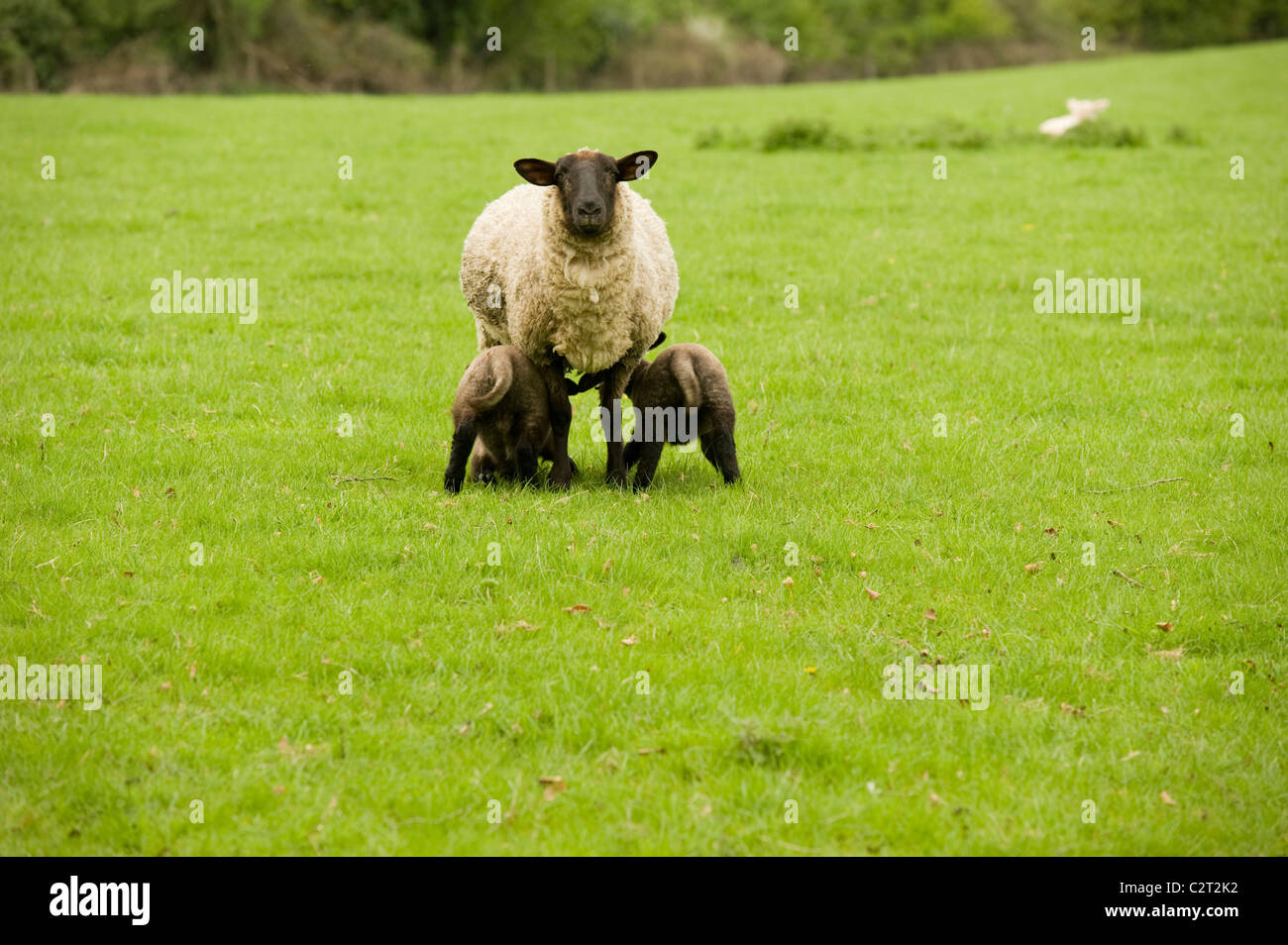 Spring Lambs feeding Stock Photo - Alamy