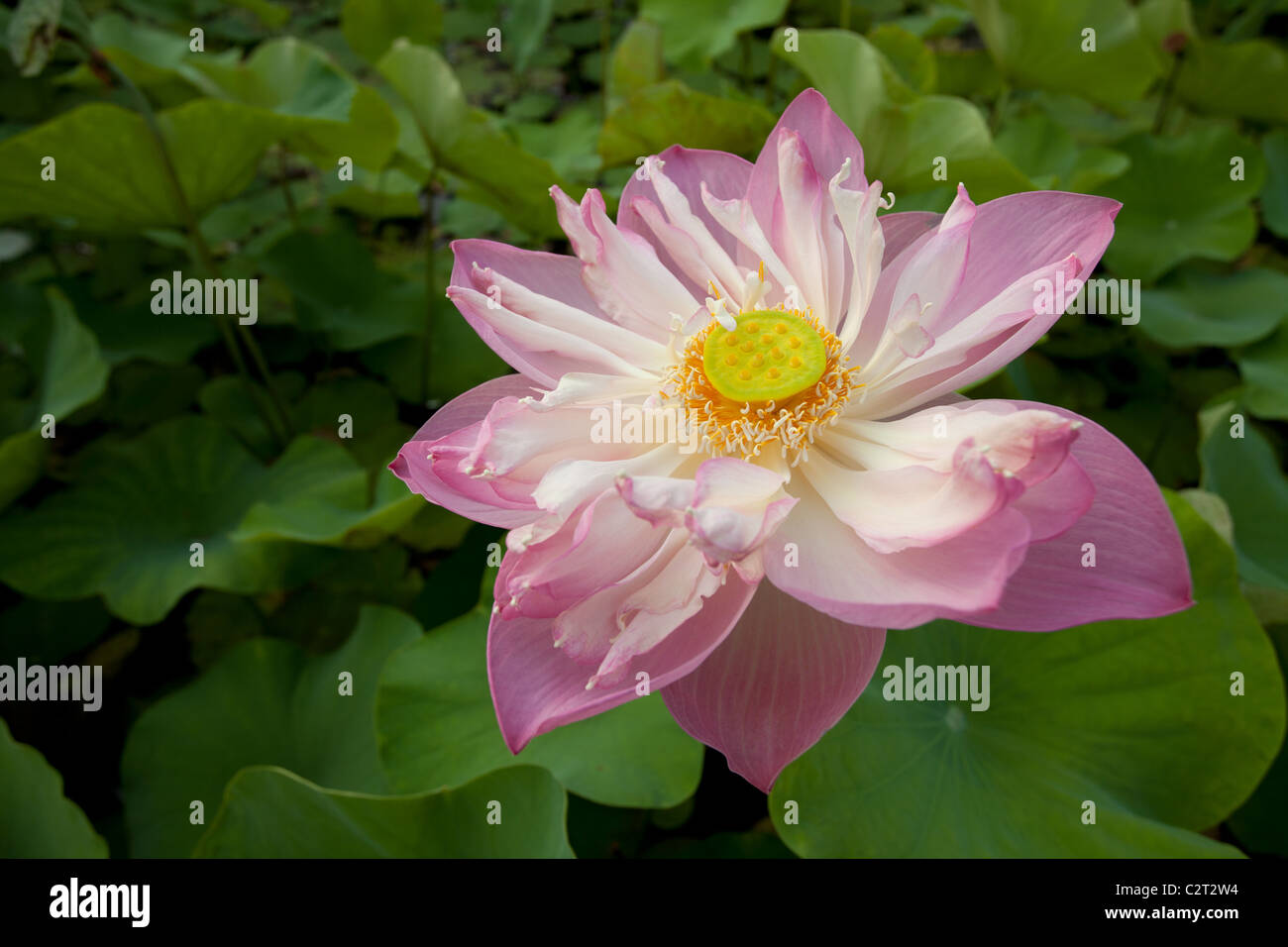 Pink Water lily Stock Photo - Alamy