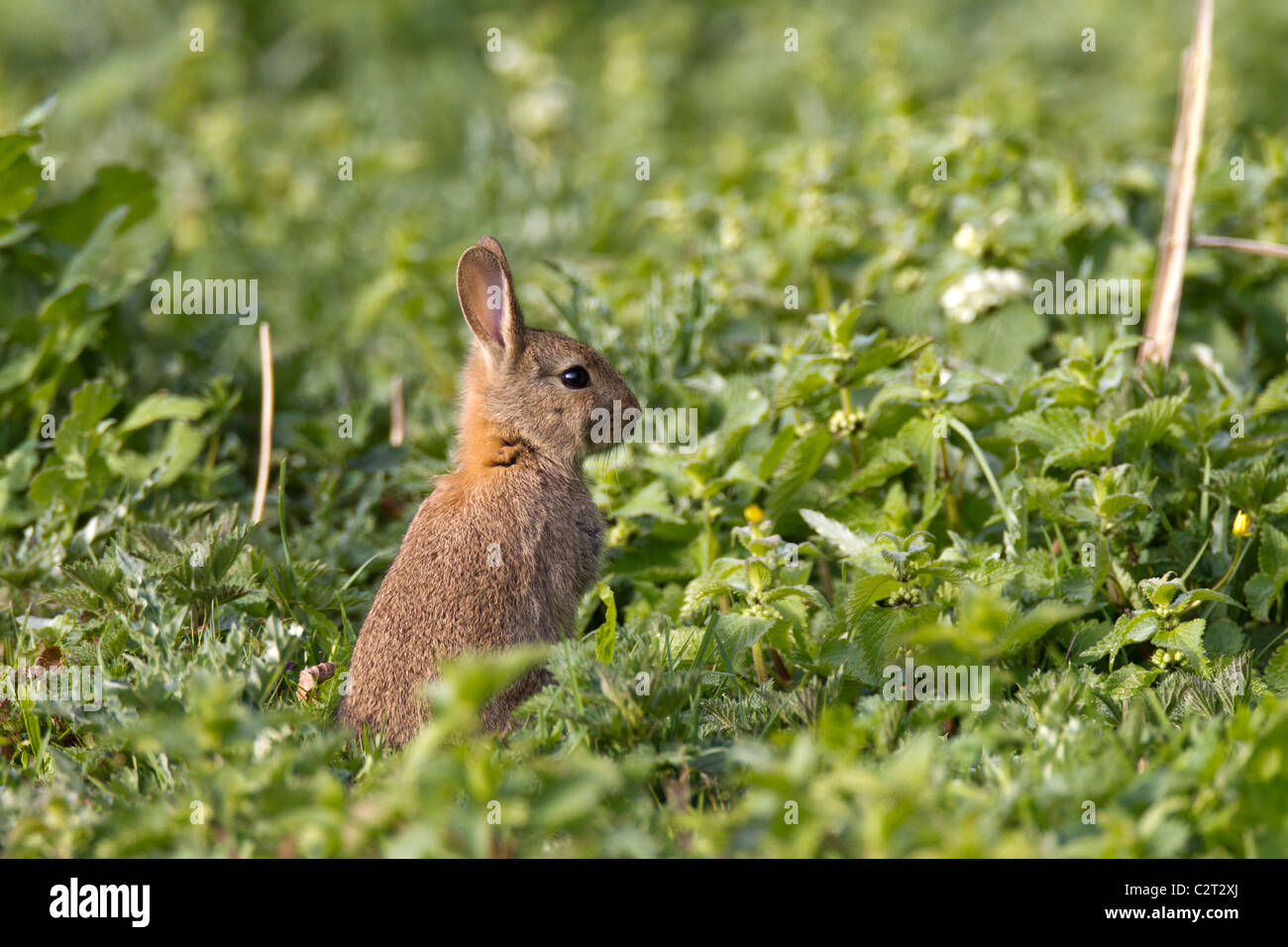 Rabbit. Oryctolagus cuniculus (Lagomorpha)Young Early Morning in ...