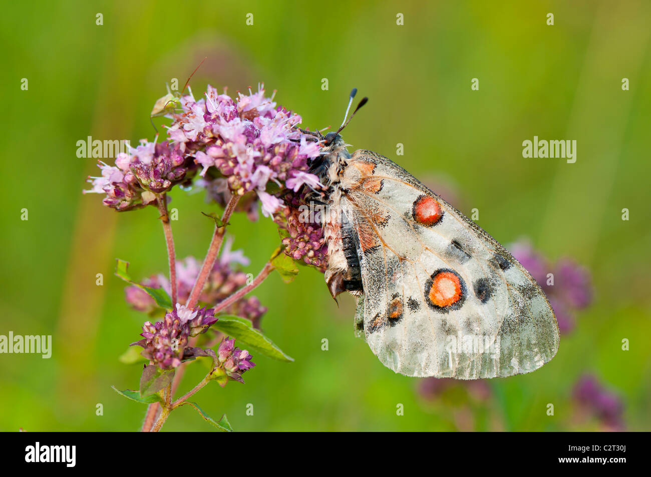 Apollofalter hi-res stock photography and images - Alamy