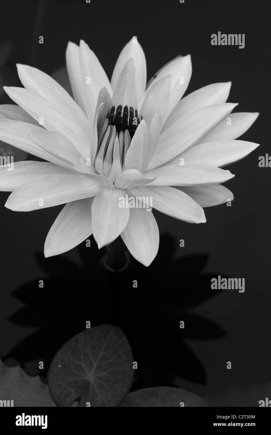 Park beautiful flowers water Black and White Stock Photos & Images - Alamy