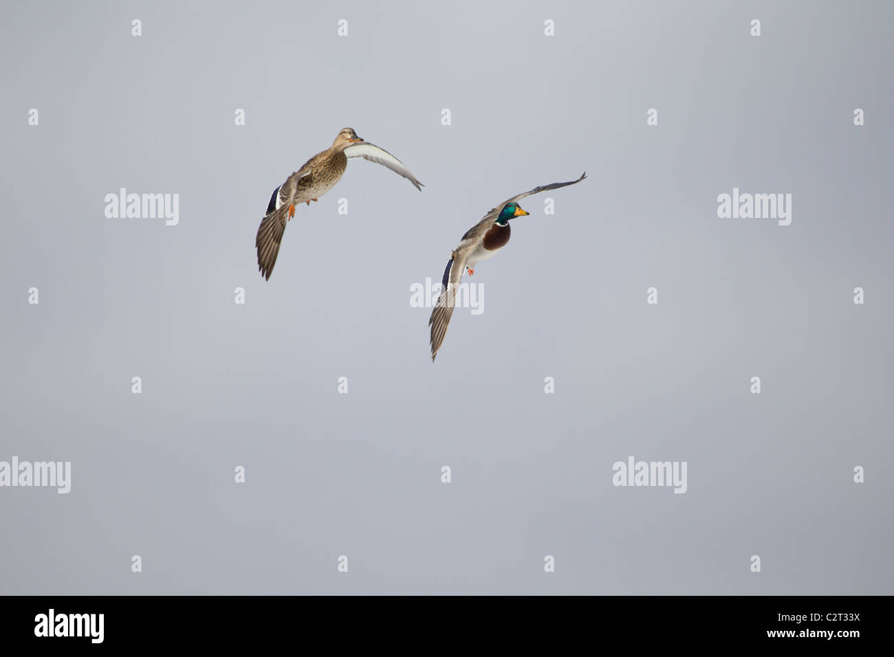 Pair of Mallard ducks in flight and turning together Stock Photo - Alamy
