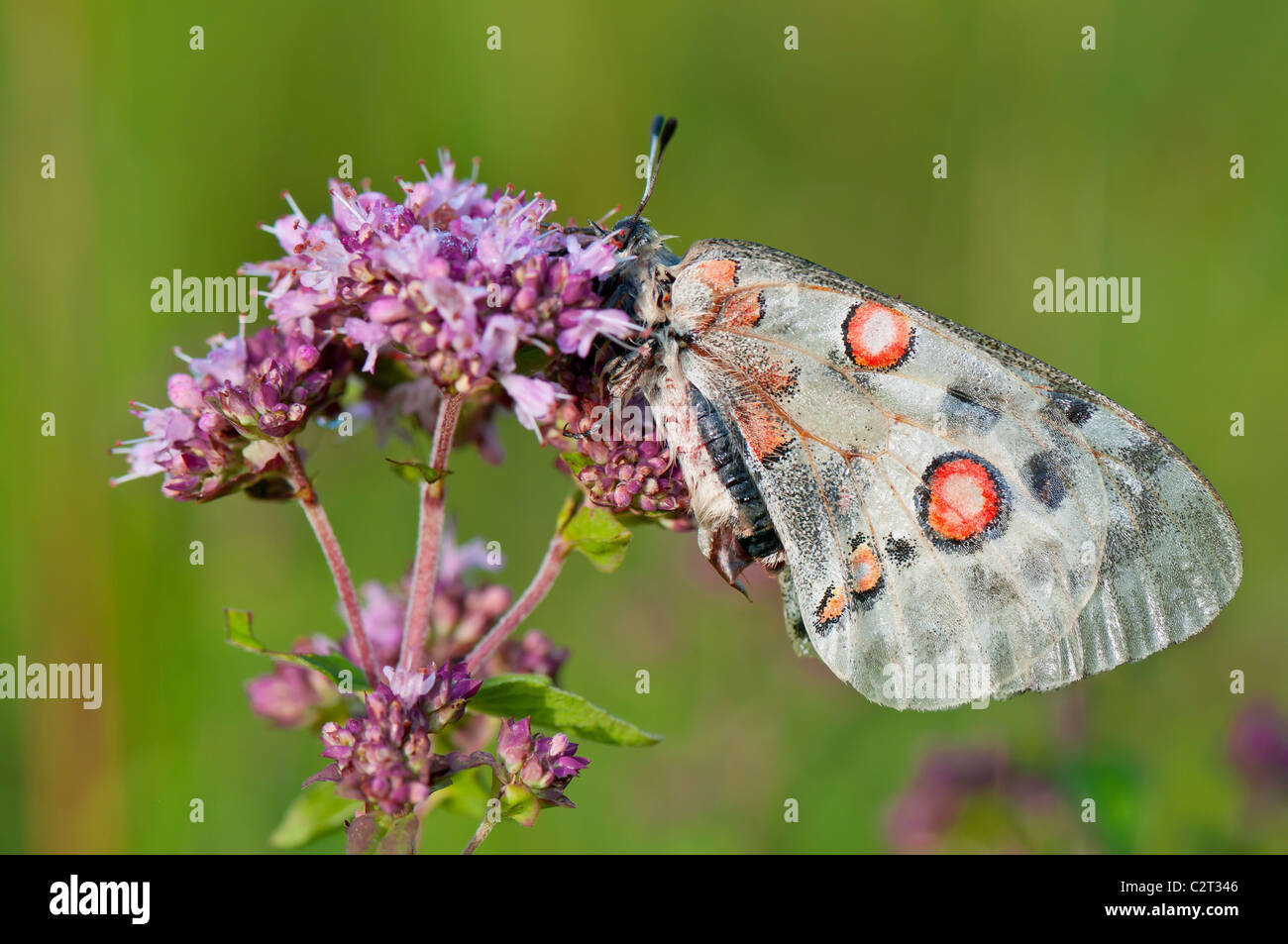 Apollofalter, Parnassius apollo, Apollo butterfly (Germany, Bavaria ...