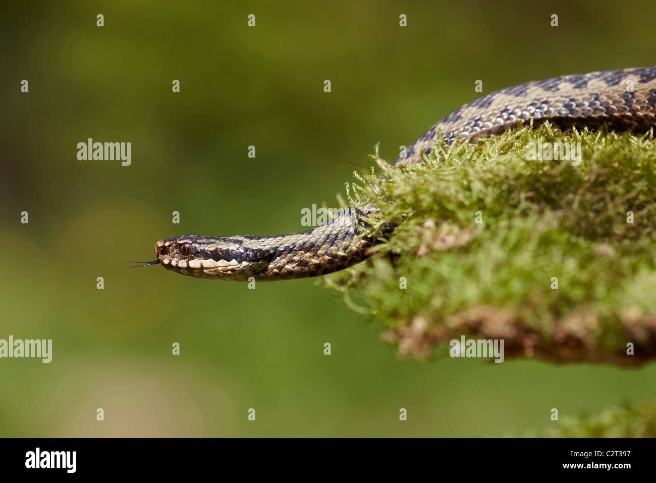 Adder snake uk hi-res stock photography and images - Alamy