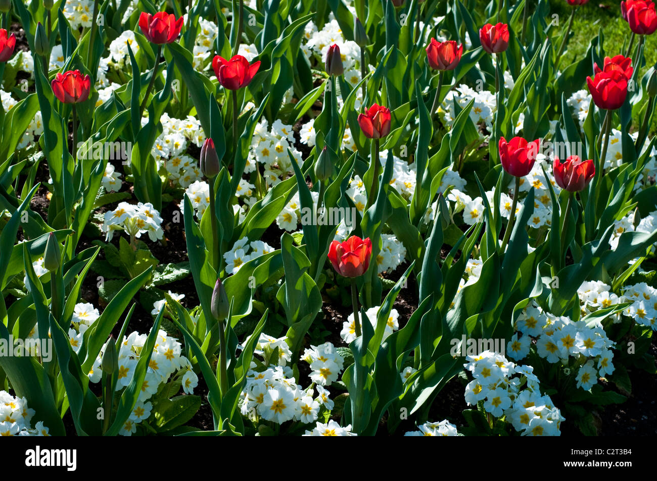Flowerbed with Tulip BASTOGNE and Primula CRESCENDO WINE (Crescendo ...