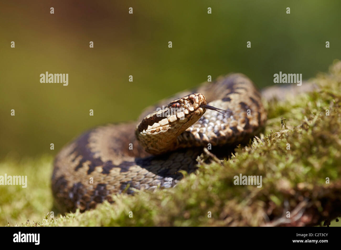 Adder, Vipera berus with tongue extended, Allerthorpe Common, East ...