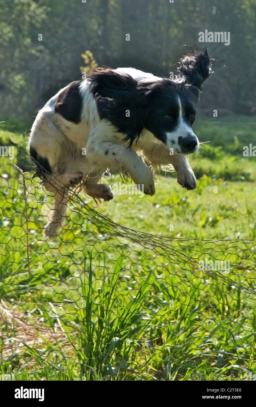 Springer spaniel jumping hi-res stock photography and images - Alamy