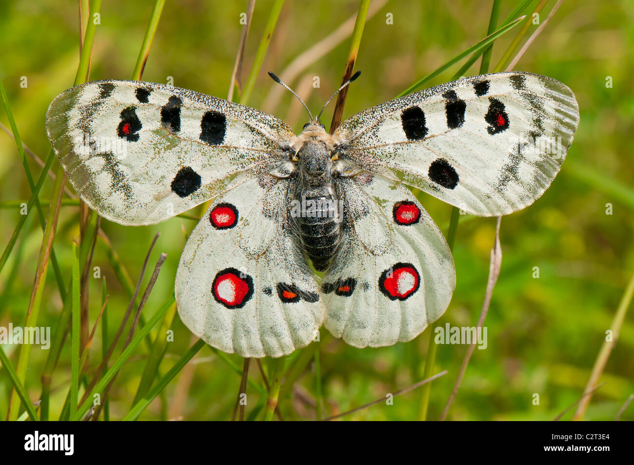 Apollofalter, Parnassius apollo, Apollo butterfly (Germany, Bavaria ...