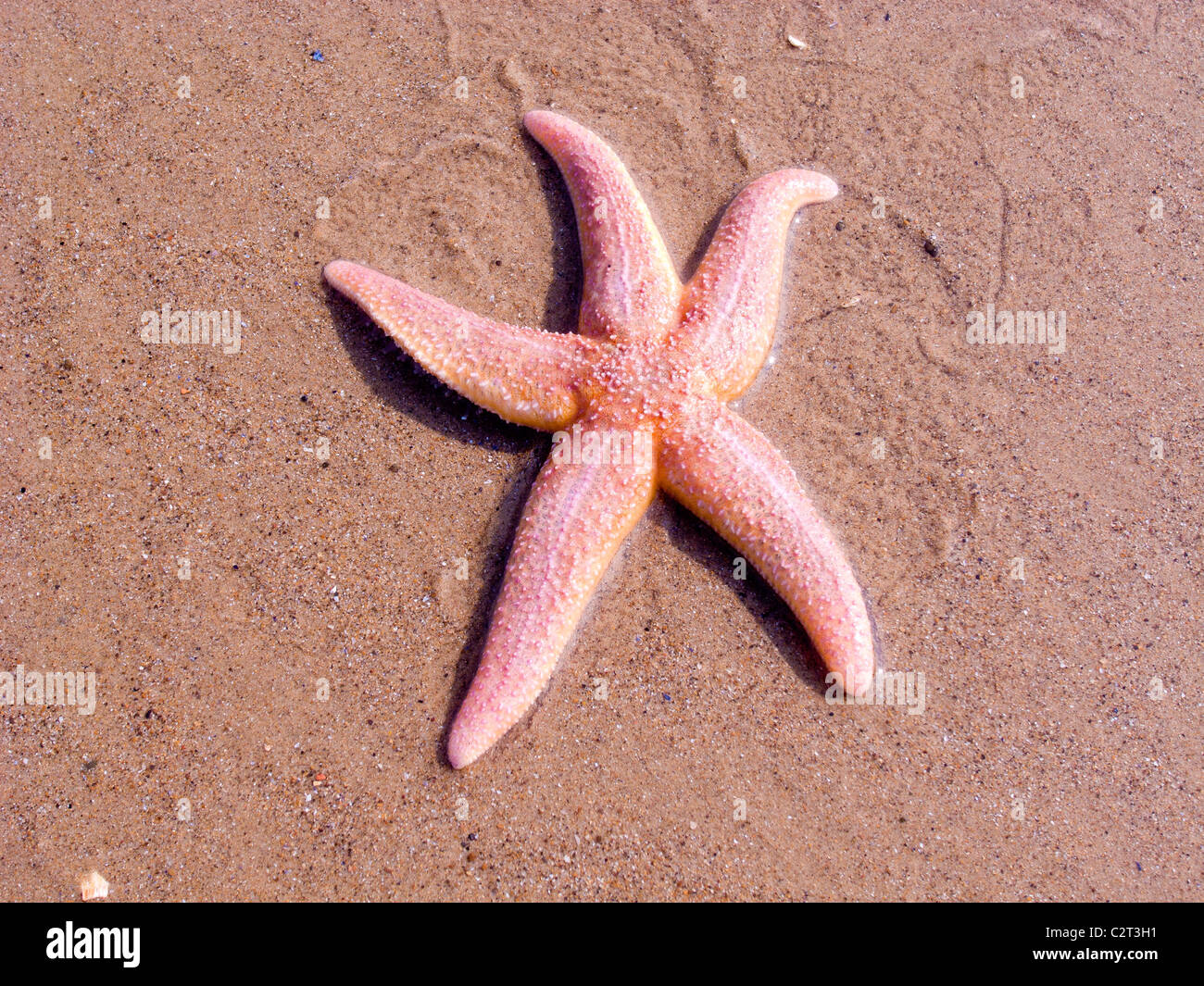 European Starfish Asterias Rubens stranded on a sandy beach in North ...