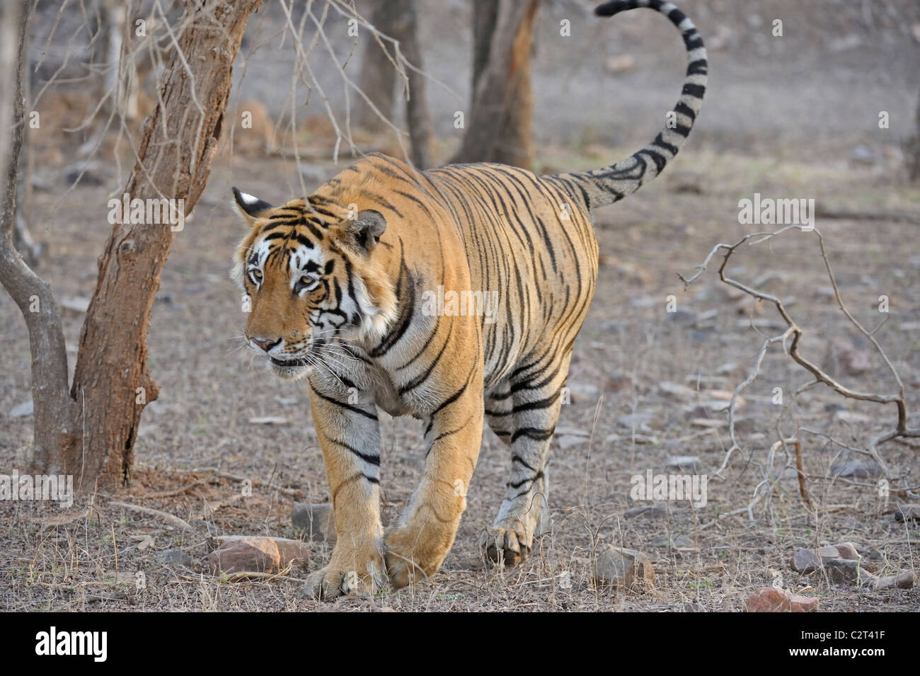 Tiger approach approaching hi-res stock photography and images - Alamy