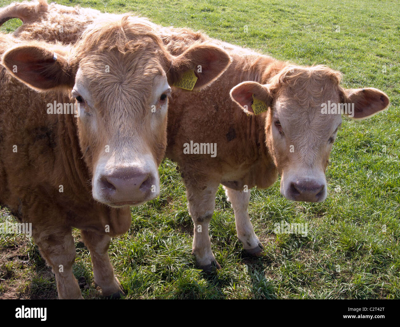 Two young cows out to graze in a field Stock Photo - Alamy