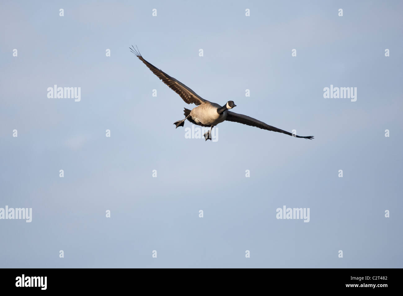 A Canada goose gliding to a landing with wings set and feet down Stock ...