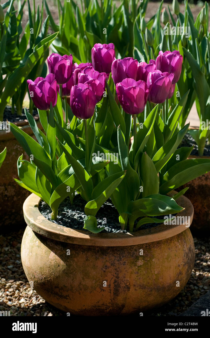 Tulips In Container High Resolution Stock Photography and Images - Alamy