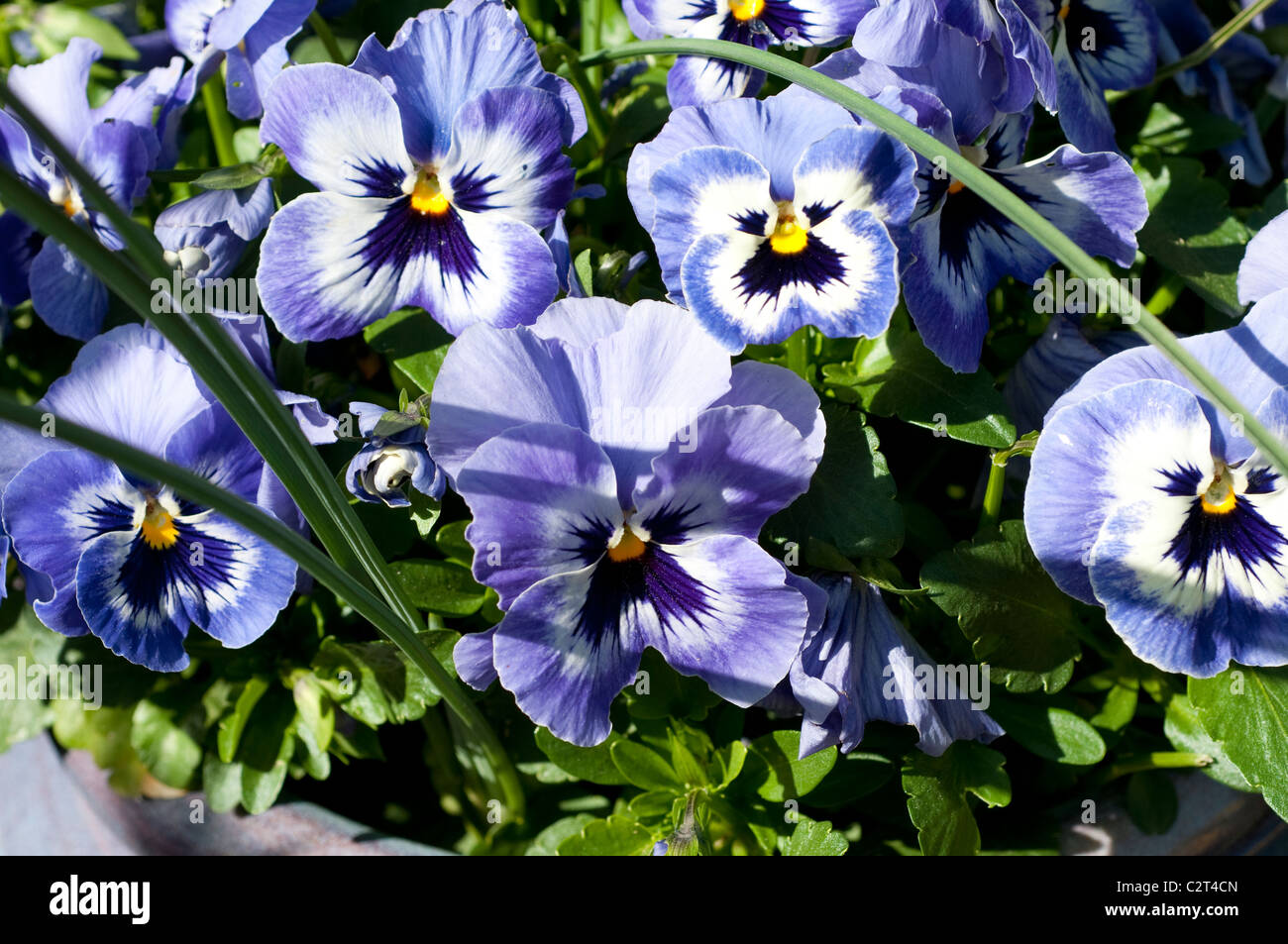 Purple pansies hi-res stock photography and images - Alamy