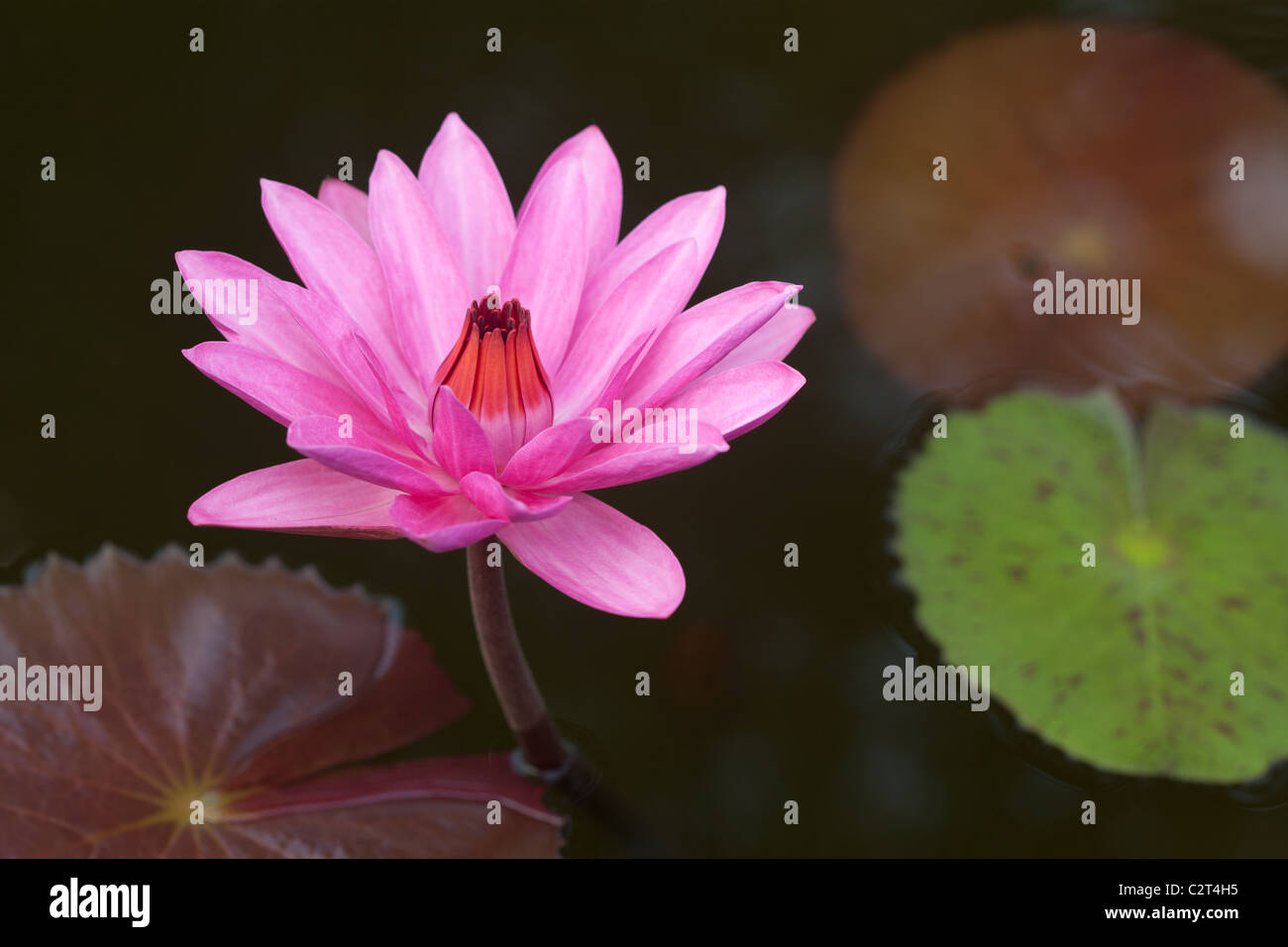 Pink Water lily Stock Photo - Alamy