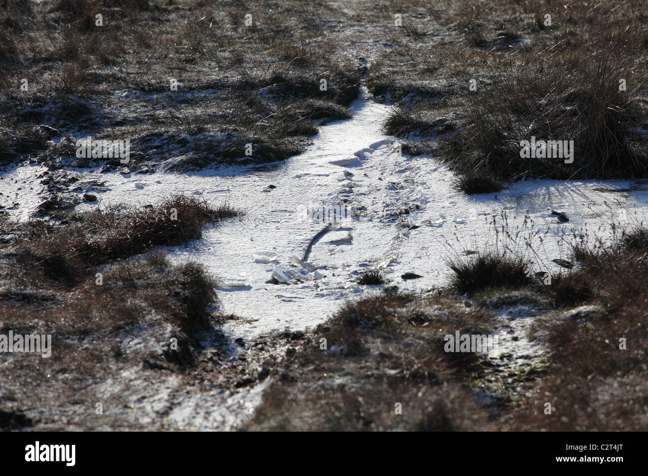 Moor puddle hi-res stock photography and images - Alamy