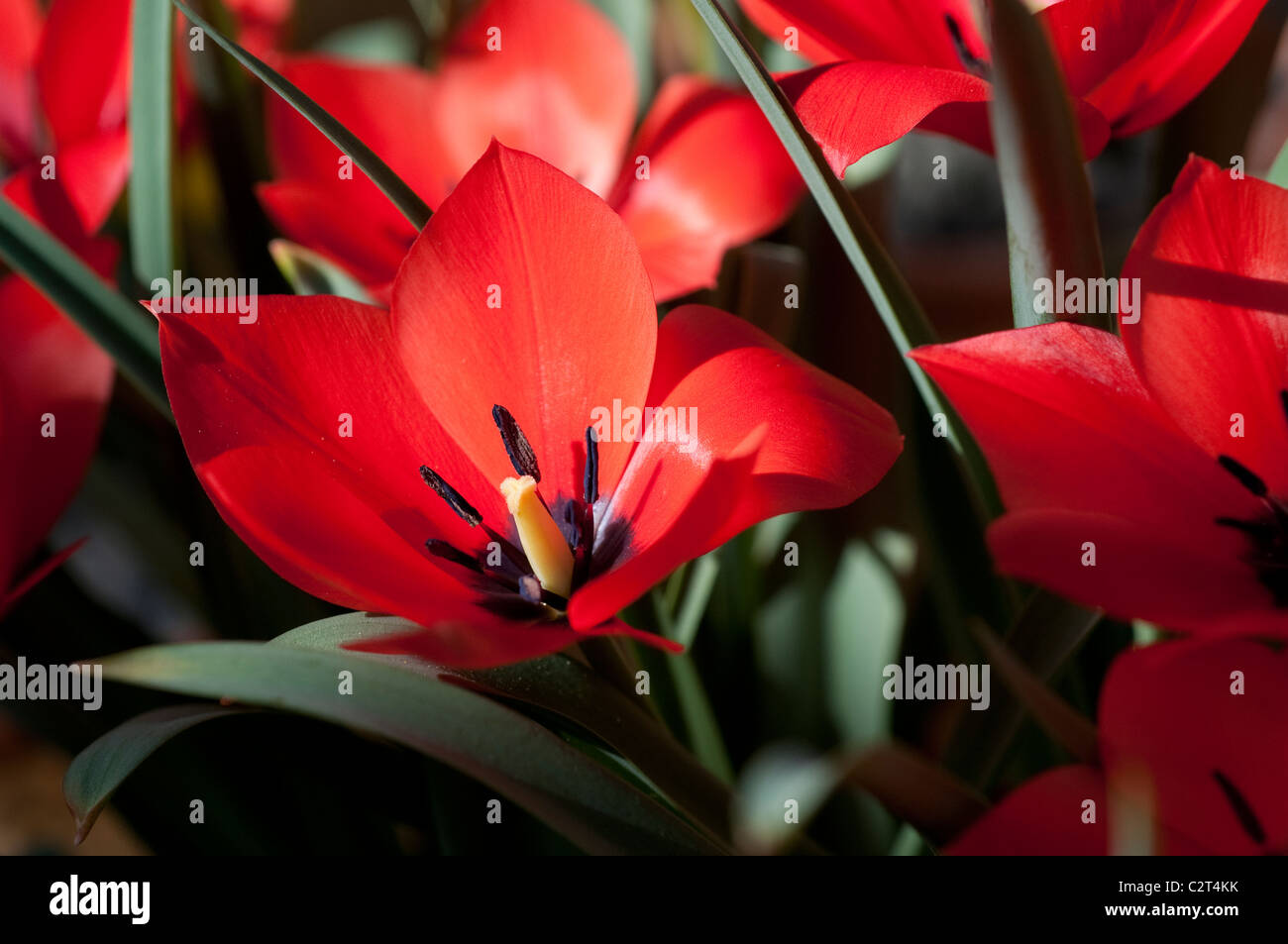 Tulip red hunter hi-res stock photography and images - Alamy