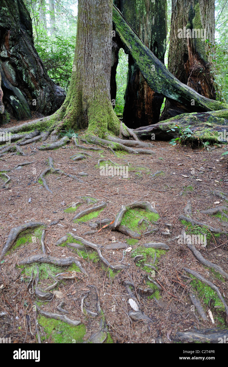 California redwood roots hi-res stock photography and images - Alamy
