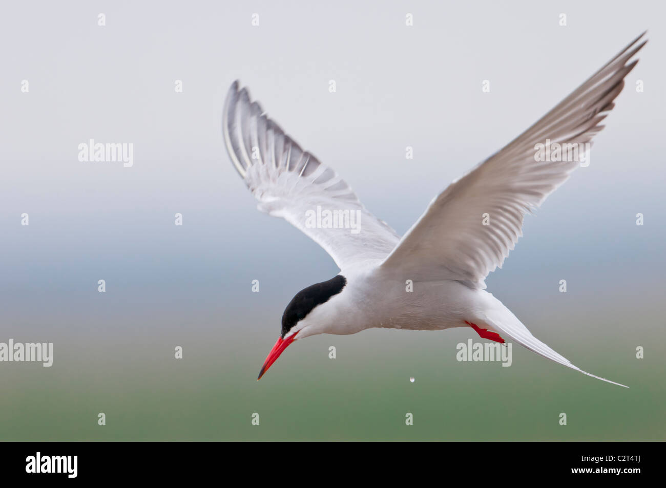 Flussseeschwalbe, Sterna ,hirundo, Common ,Tern Stock Photo - Alamy