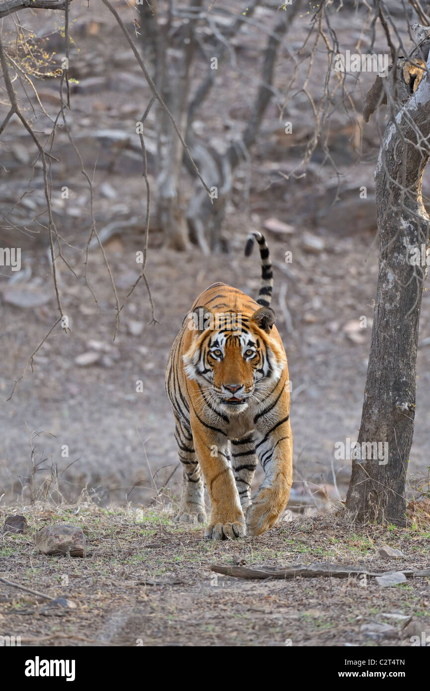 Tiger approach approaching hi-res stock photography and images - Alamy
