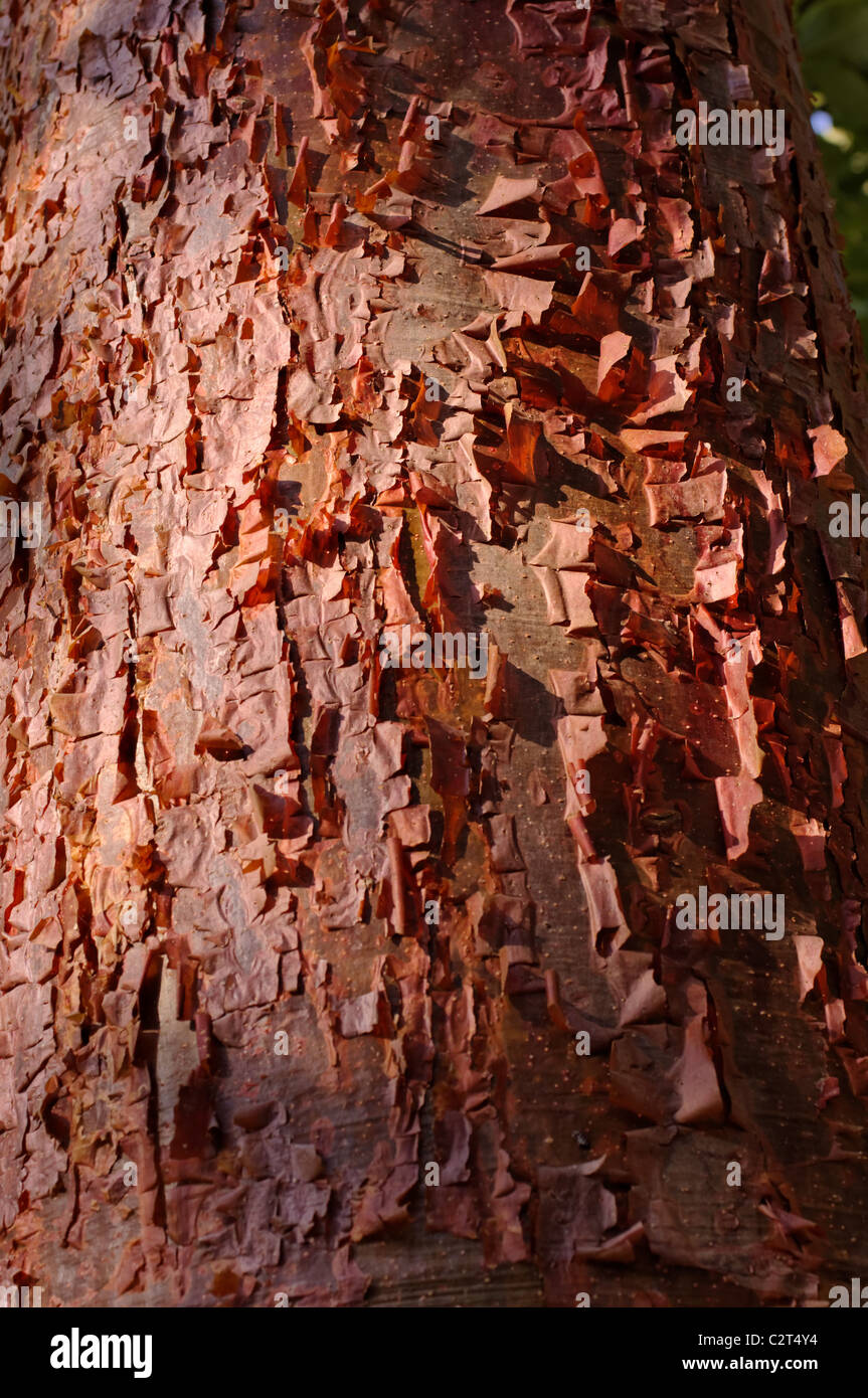Bursera simaruba tree (Tourist tree, Gumbo-limbo, Copperwood or Chaca ...