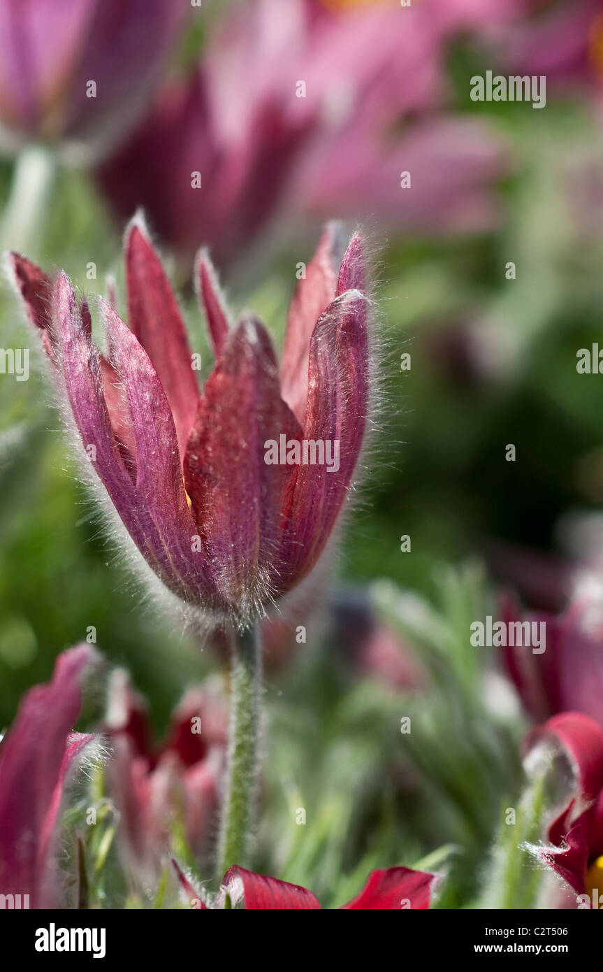 Red pasque flower pulsatilla rubra hi-res stock photography and images ...