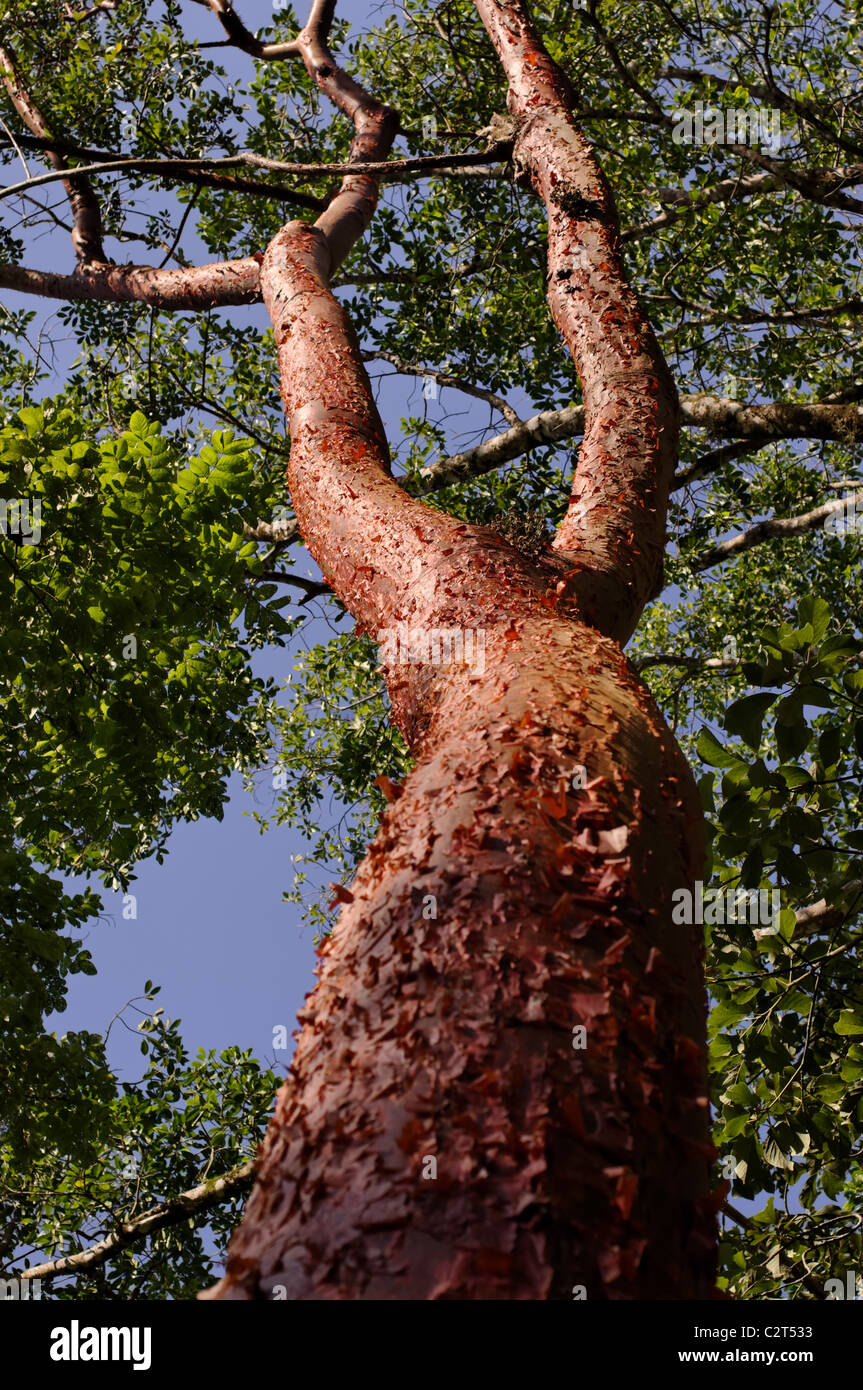 Bursera simaruba tree (Tourist tree, Gumbo-limbo, Copperwood or Chaca ...