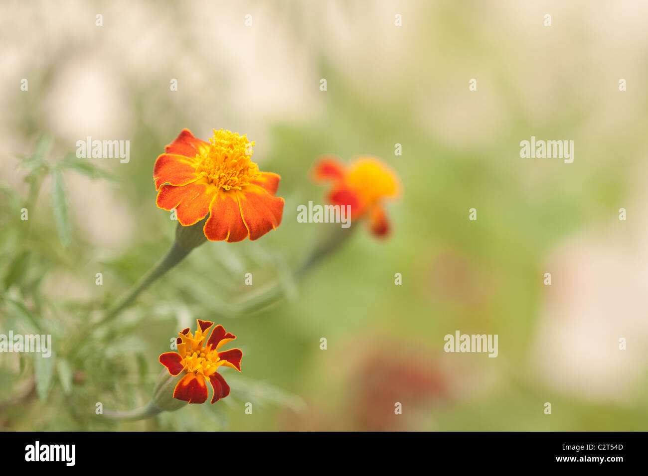 Closeup shot red marigold flower hi-res stock photography and images ...