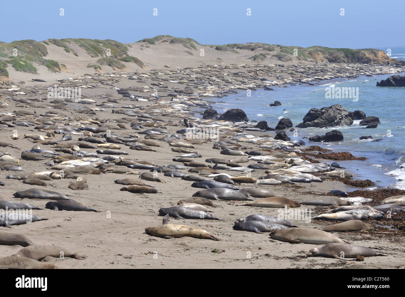 Elephant seal seals california molting big sur hi-res stock photography ...