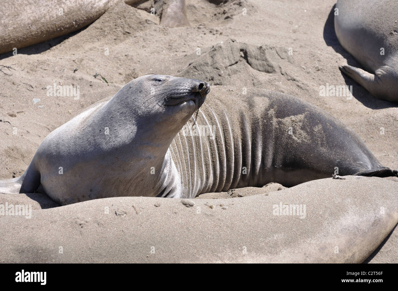 Elephant seals colony during molting period, Piedras Blancas beach ...
