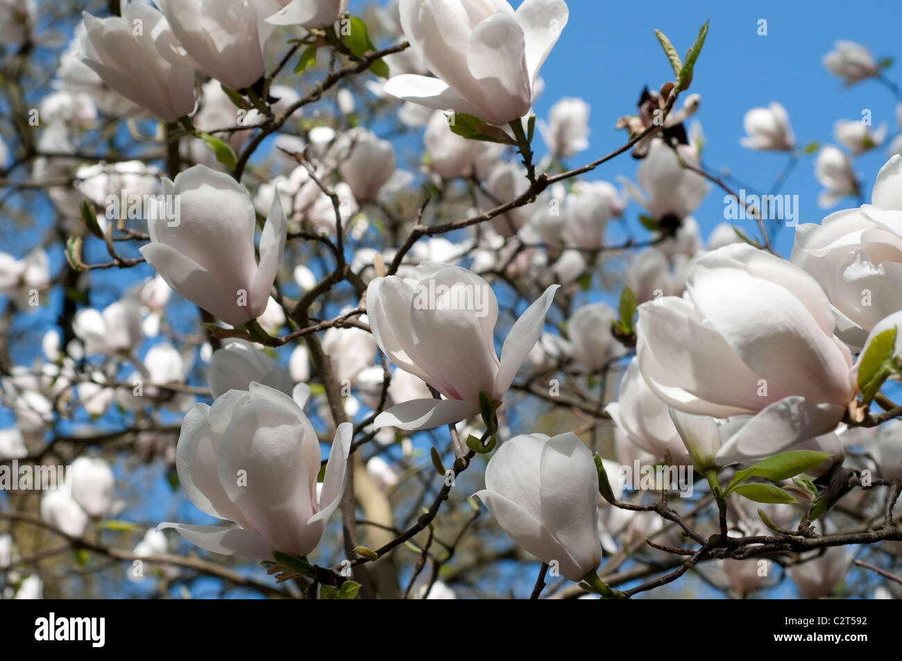 Sayonara hi-res stock photography and images - Alamy