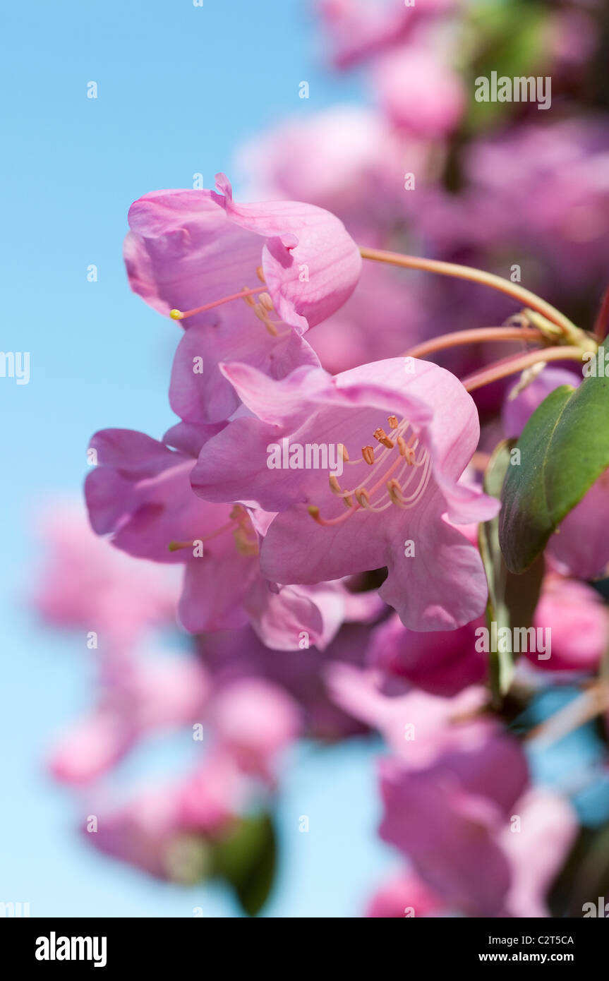 Pink temple tree hi-res stock photography and images - Alamy