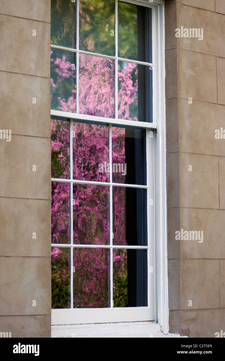 A window reflects a blooming rhododendron bush in spring Stock Photo ...
