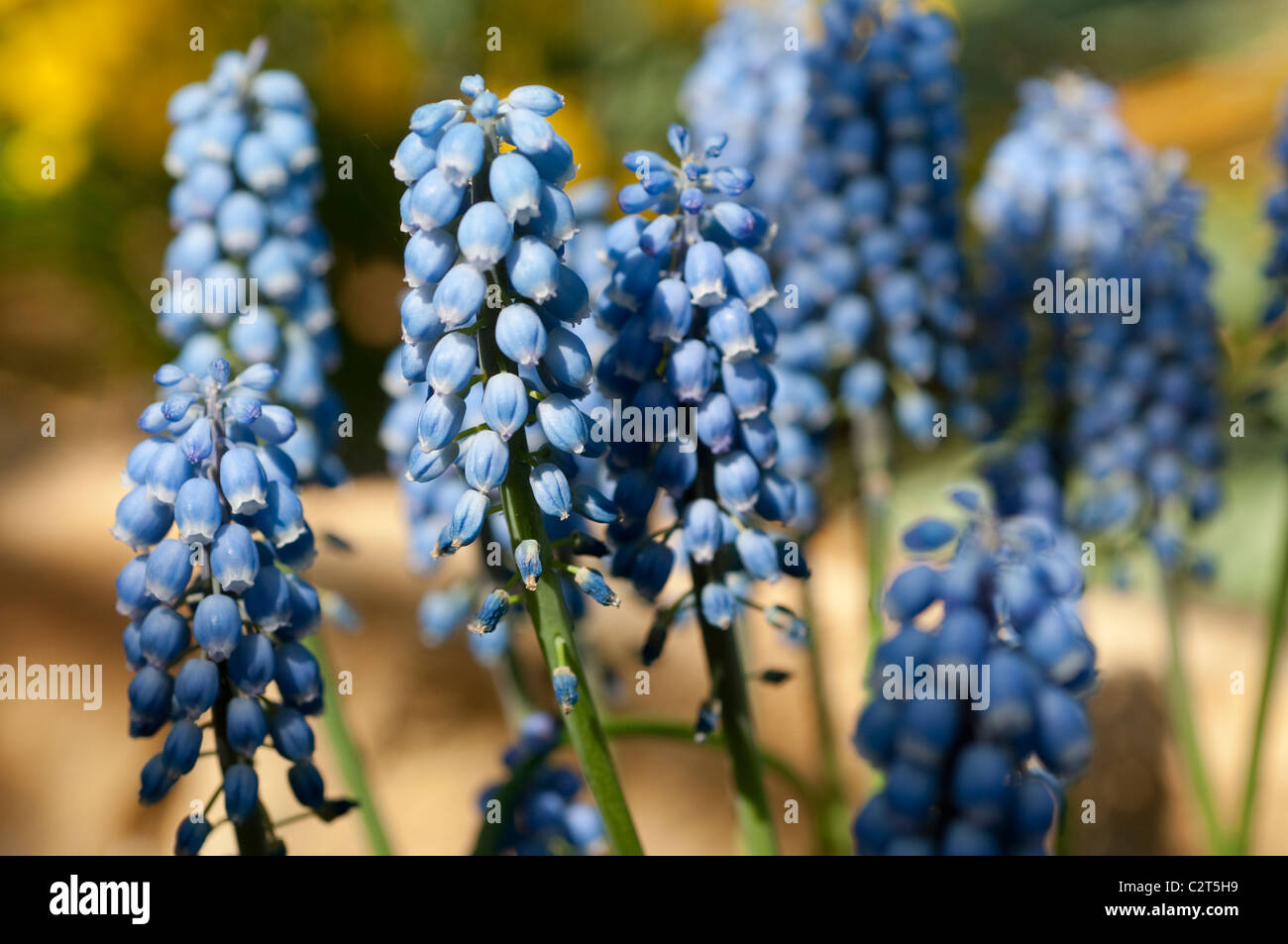 Violaceum hi-res stock photography and images - Alamy