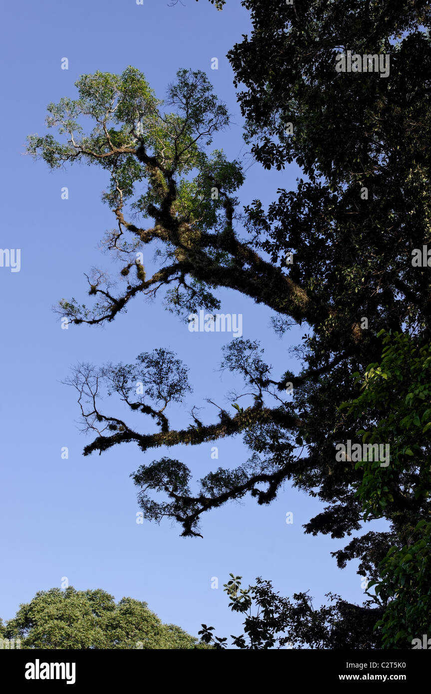 Tall tree with bromeliads in the jungle around Palenque, Chiapas Stock ...