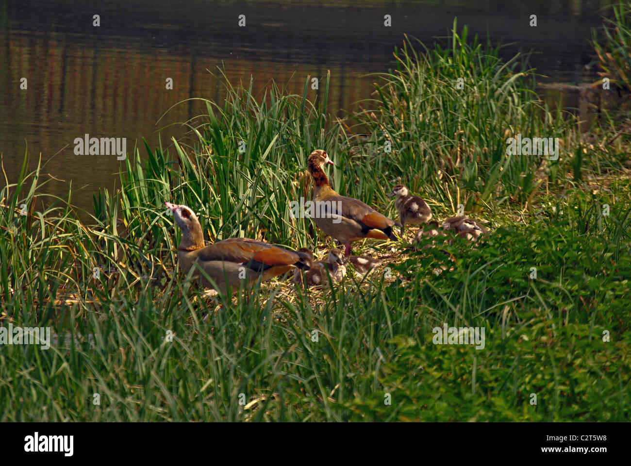 geese gosling's.norfolk nature,wildfowl Stock Photo - Alamy