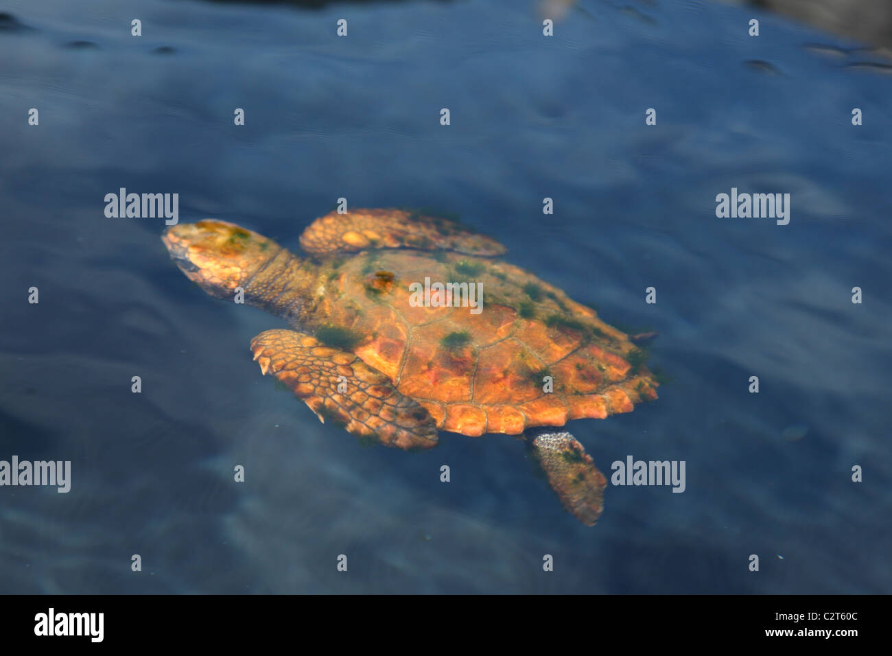 Snapping turtle in the water Stock Photo - Alamy
