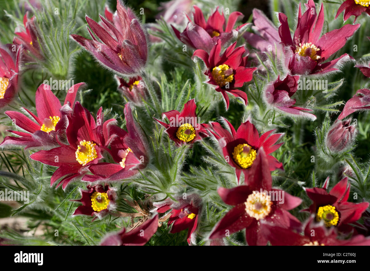 Pasque Flower Pulsatilla vulgaris var. rubra Stock Photo - Alamy