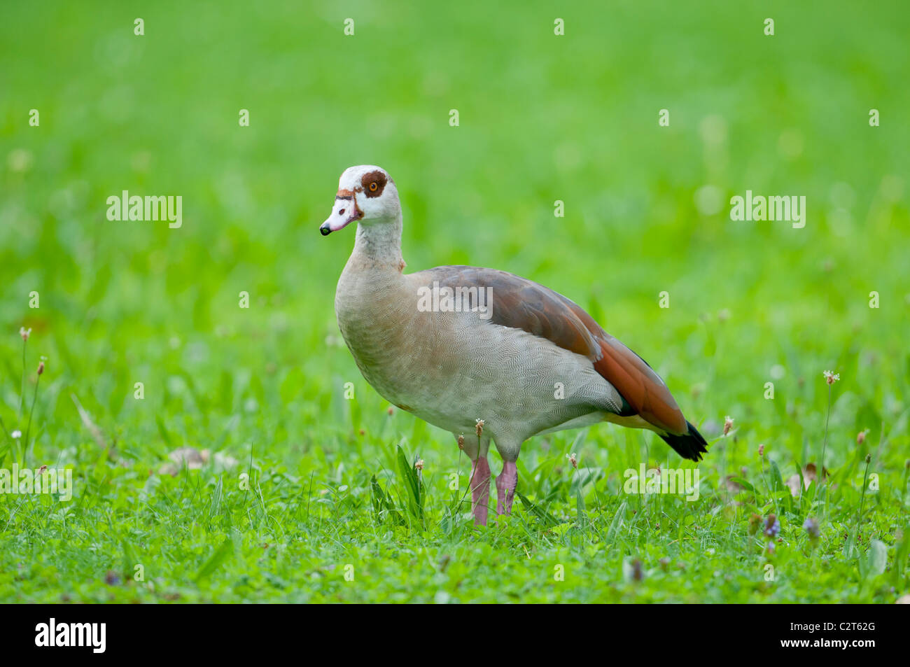 Nilgans, Alopochen aegyptiacus, Egyptian goose Stock Photo - Alamy