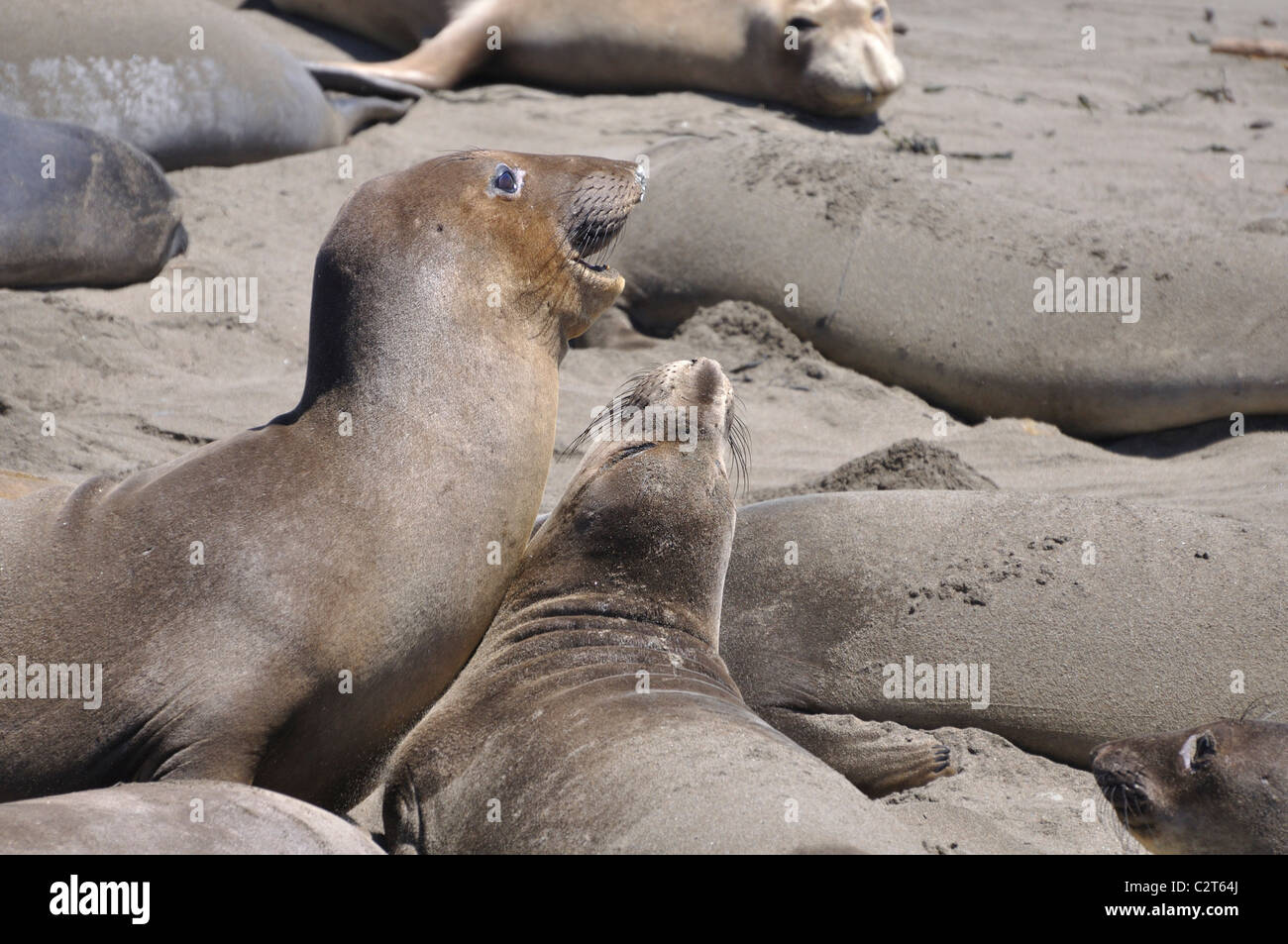 Elephant seals colony during molting period, Piedras Blancas beach ...