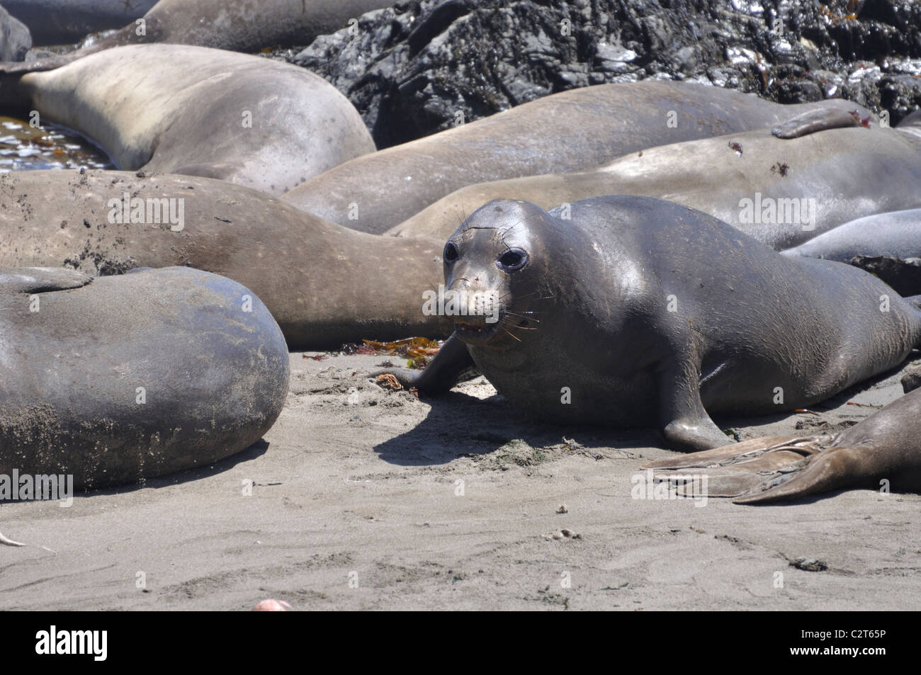 Elephant seals colony during molting period, Piedras Blancas beach ...