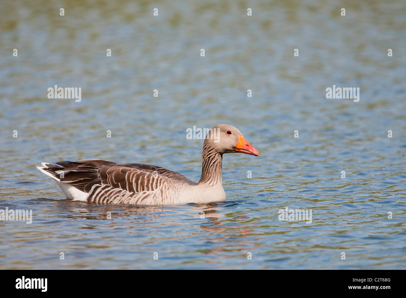 Graugans, Anser anser, Greylag Goose Stock Photo - Alamy