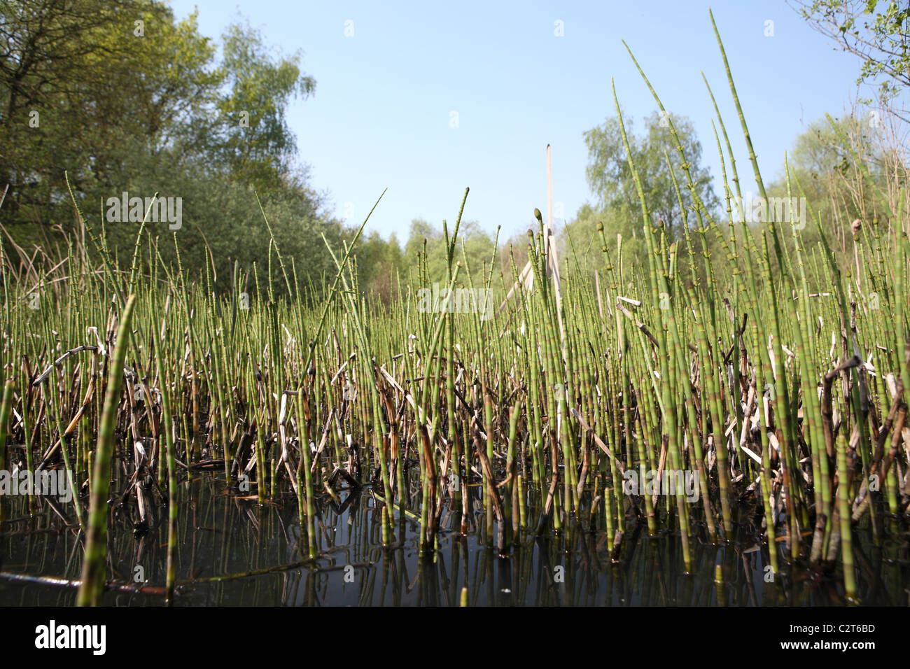 Reed bed system hi-res stock photography and images - Alamy