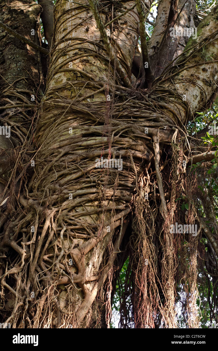 Root of a parasitic tree growing over the trunk of another tree in ...